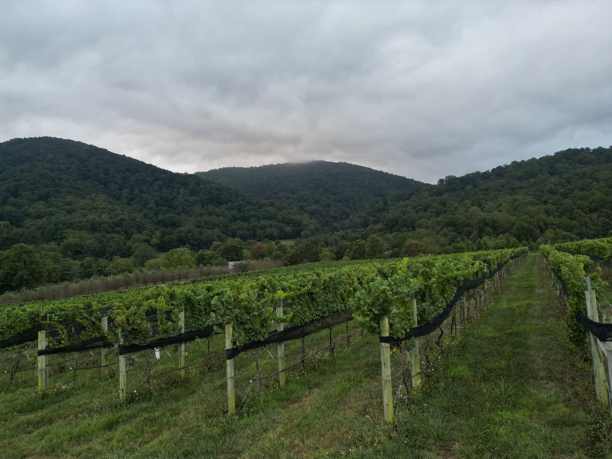 Early Mountain Vineyards: World-Class Wines And Culinary Experiences ...